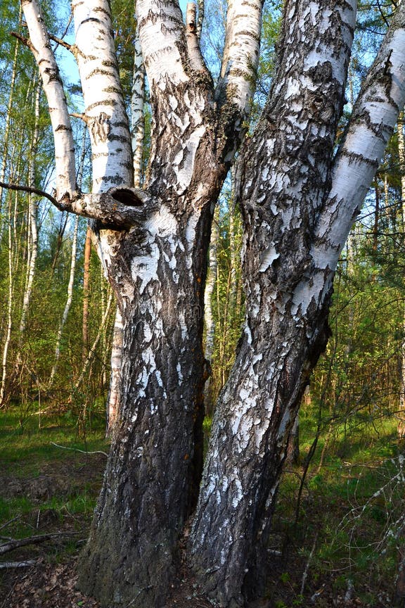 Birch scrub stock image. Image of birch, bark, bright - 35201261