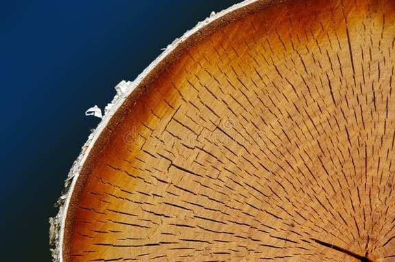 14+ Birch wood section texture Free Stock Photos - StockFreeImages