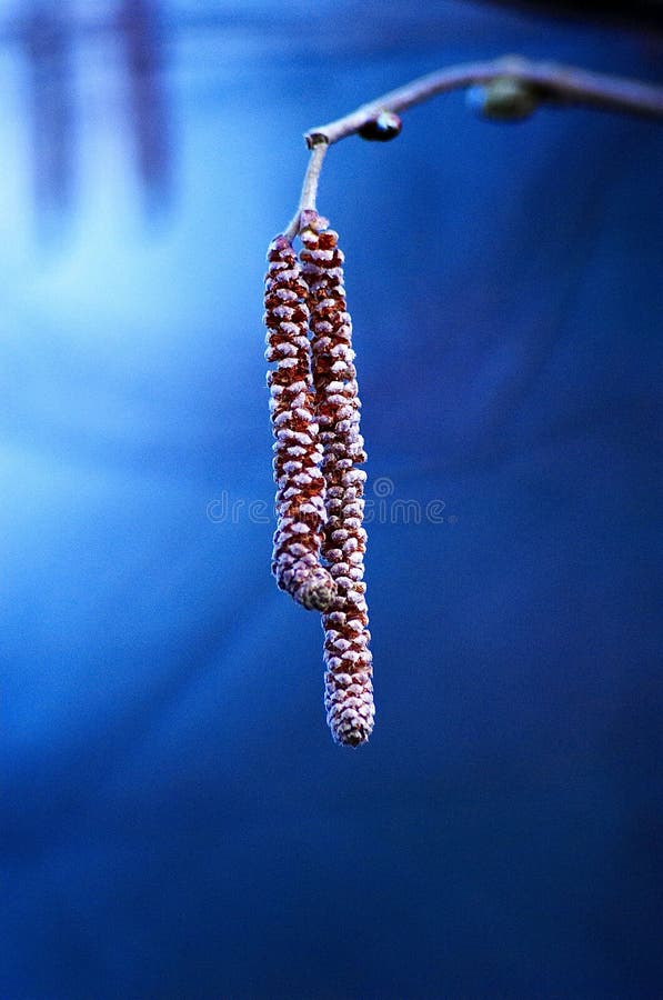 1,668 Seed Birch Stock Photos - Free & Royalty-Free Stock Photos from ...