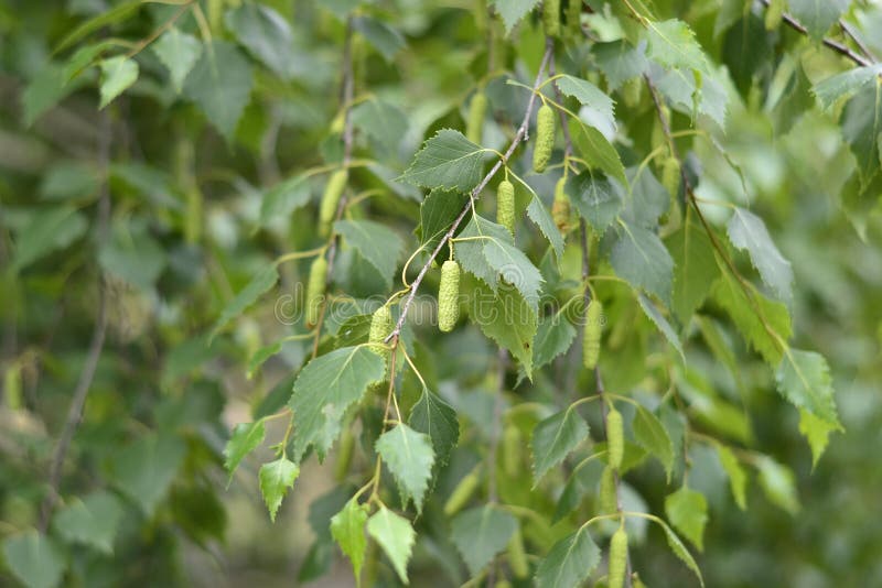 1,480 Seed Birch Photos - Free & Royalty-Free Stock Photos from Dreamstime