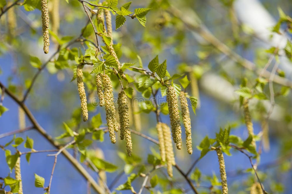 Birch Seed Pods on the Branch Close Up during Springtime. Stock Photo ...