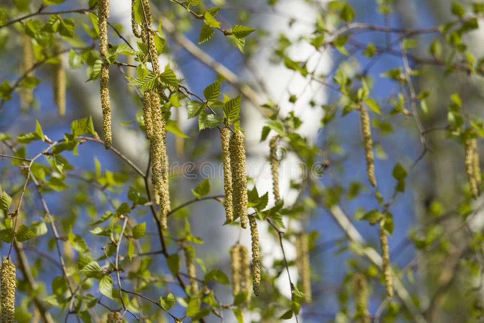 Birch Seed Pods on the Branch Close Up during Springtime. Stock Image ...