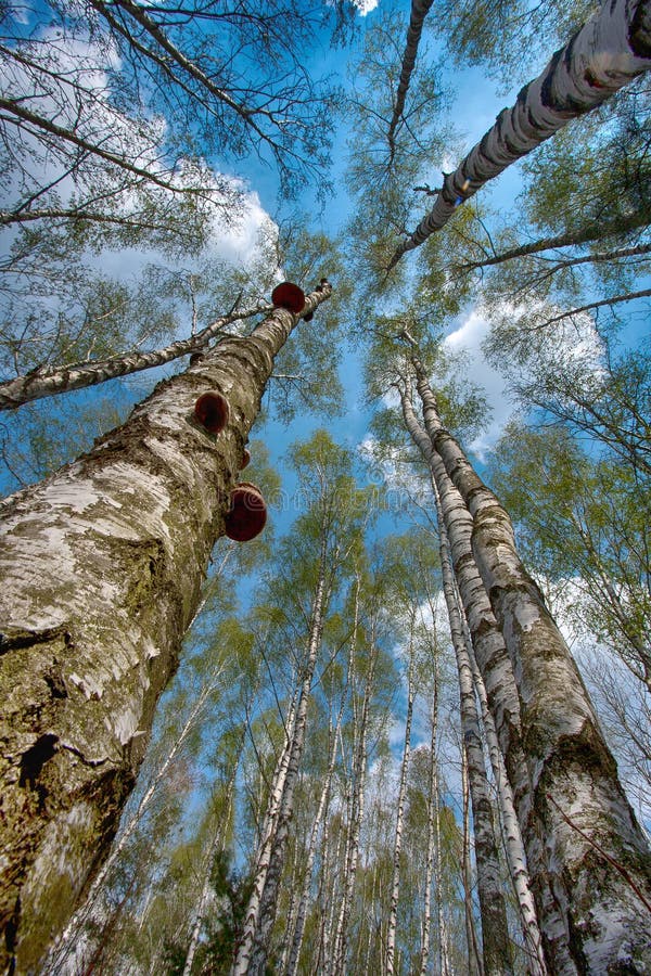 Birch seen from below stock image. Image of high, summer - 91462005