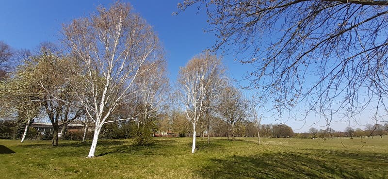 Birch in a spring stock photo. Image of leaf, park, spring - 230958358
