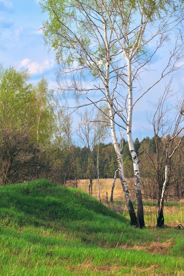 Birch in a spring forest stock image. Image of green - 36480581
