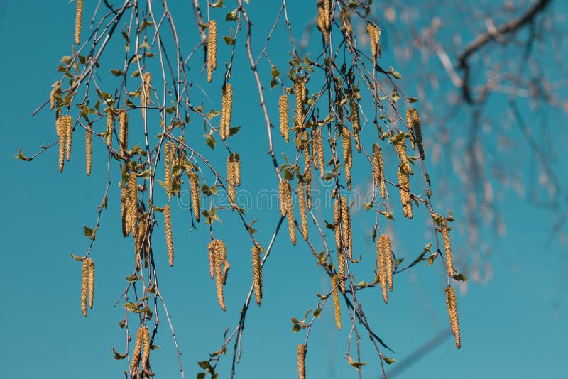 A Birch is in Spring with Green Leaves and Rings. Spring Birch Buds on ...