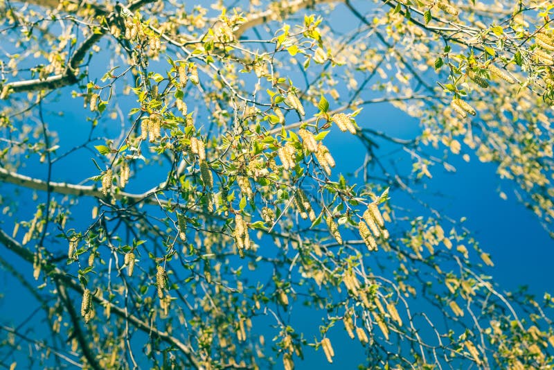 A Birch is in Spring with Green Leaves and Rings. Spring Birch Buds on ...