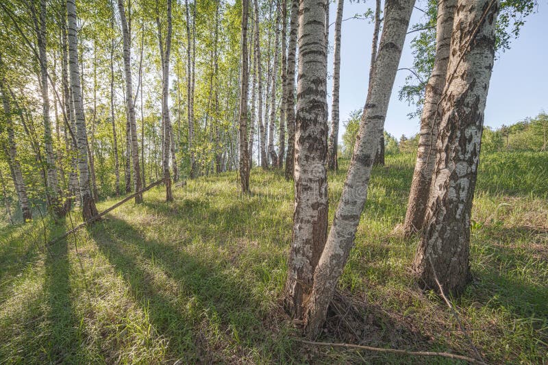 In a birch spring grove. stock photo. Image of woods - 37535432
