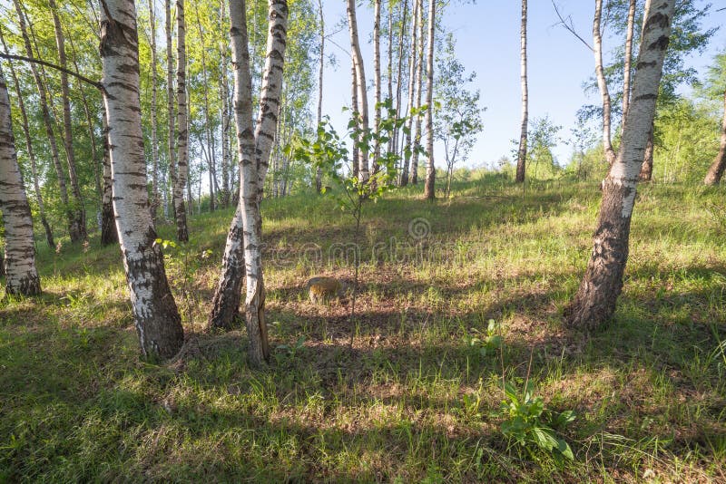 In a birch spring grove. stock image. Image of natural - 37535447