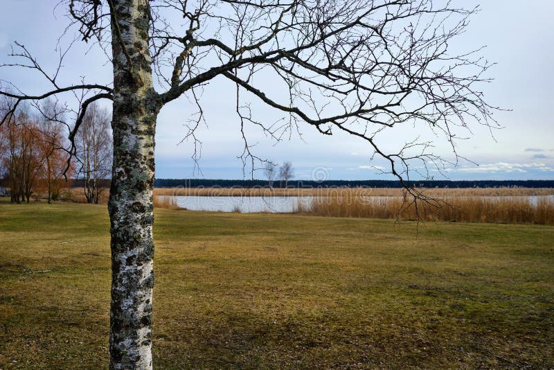Birch on a Spring Meadow by the River Stock Photo - Image of land ...