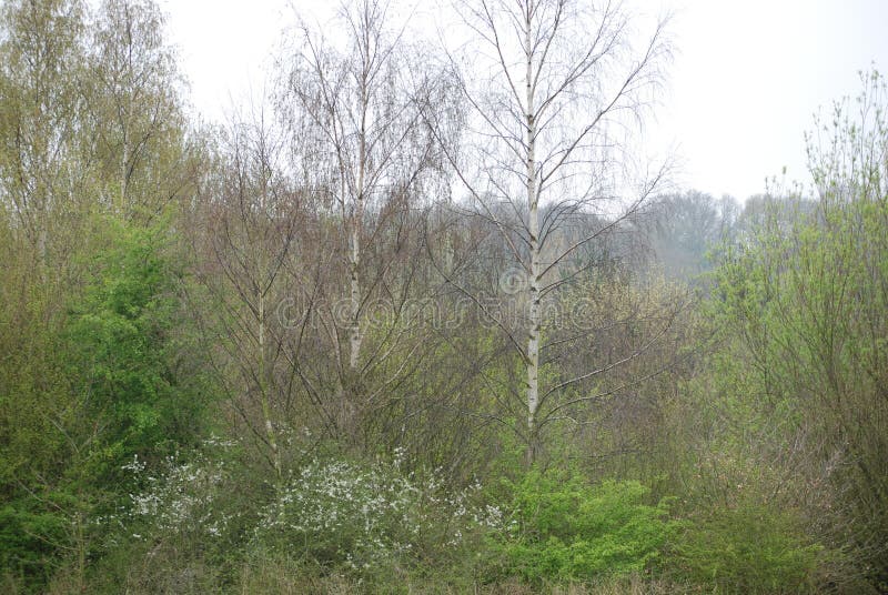 Birch in Spring, the Start of the Year Stock Photo - Image of celtic ...