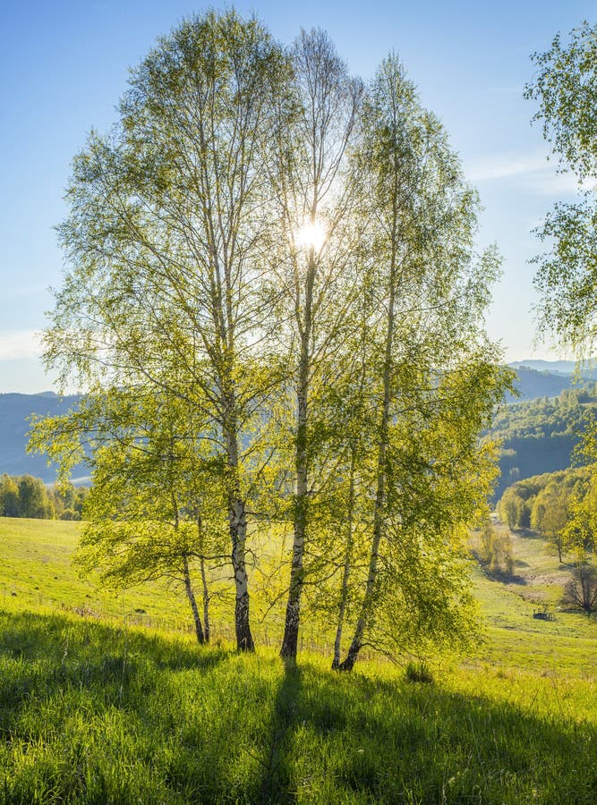 Birch in Spring, the Sun`s Rays through the Green Foliage Stock Photo ...