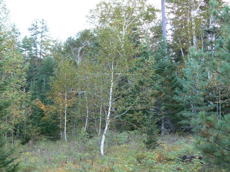 Birch, Spruce, Pine, Mixed Forest Stock Photo - Image of tree, woodland ...