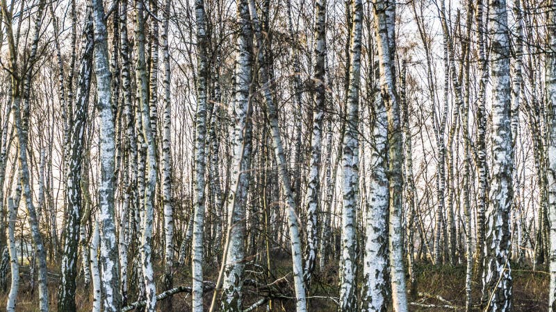 Birch stems in a wood stock image. Image of beautiful - 163328107