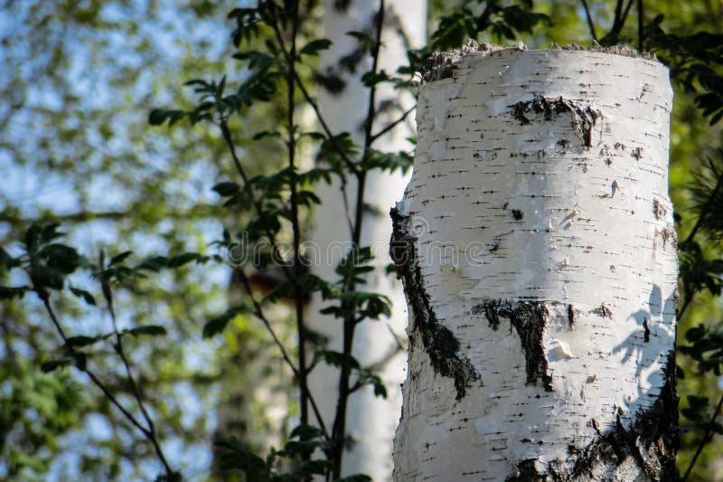 Birch stump in the forest stock image. Image of autumn - 98740097