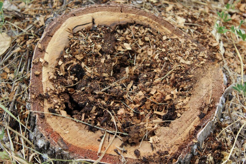 Birch stump stock photo. Image of glade, green, ecology - 56904640