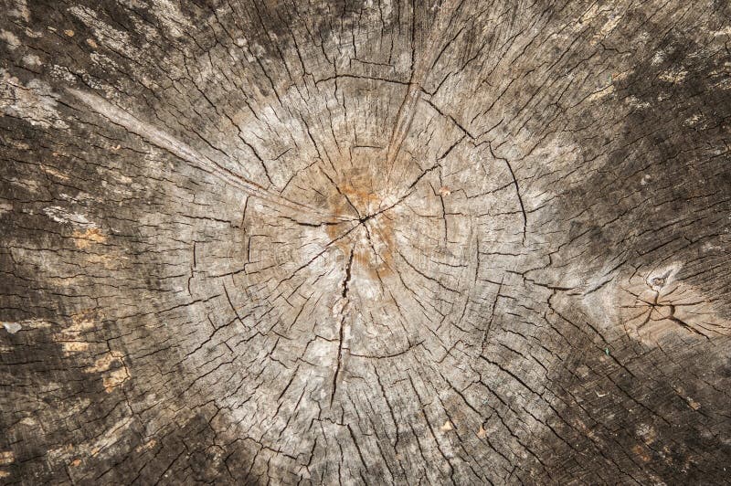 Birch stump top view stock image. Image of texture, trunk - 126370637