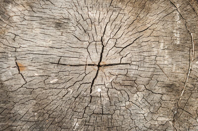 Birch stump top view stock image. Image of ring, plant - 126370663