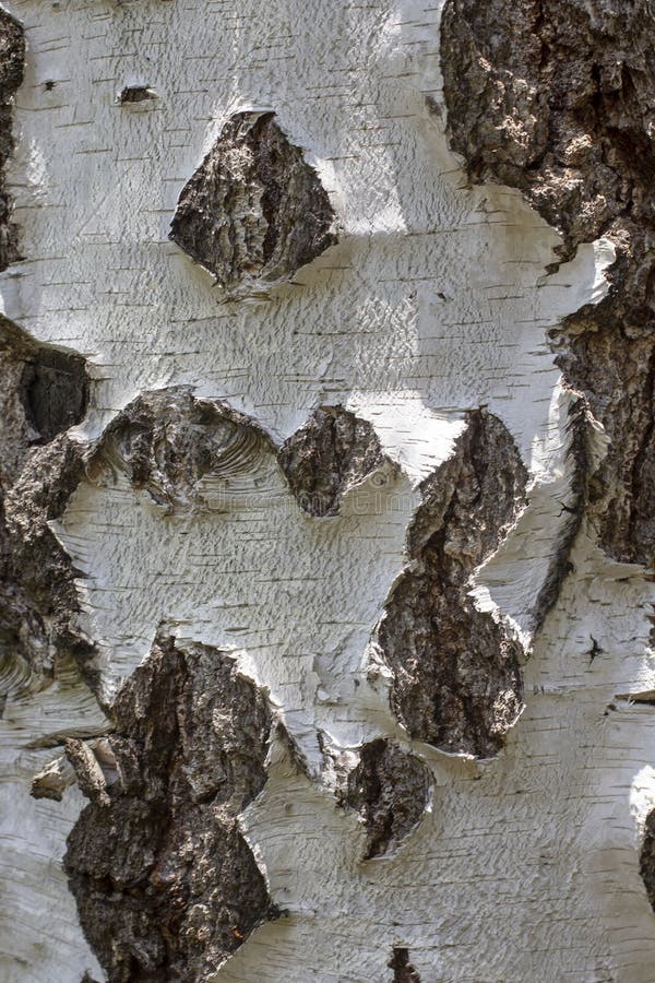 Birch Surface Texture. Vertical Image. Stock Photo - Image of ...