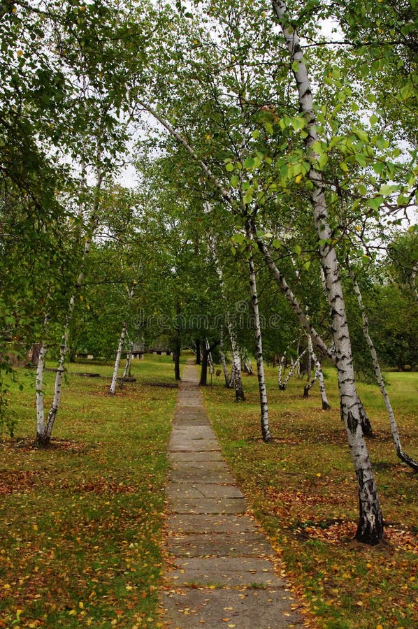 Birch in the autumn forest stock photo. Image of leaves - 127713134