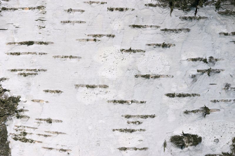 Birch texture stock photo. Image of flat, nature, garden - 4023724