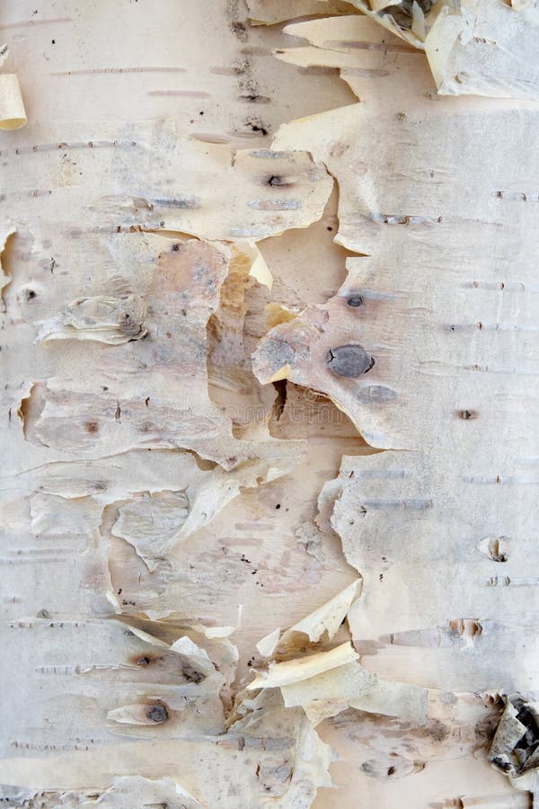 Birch texture stock photo. Image of skin, nature, line - 96316238