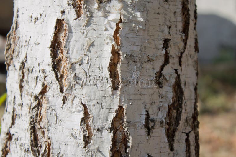 Birch texture stock photo. Image of spotted, isolated - 87736598