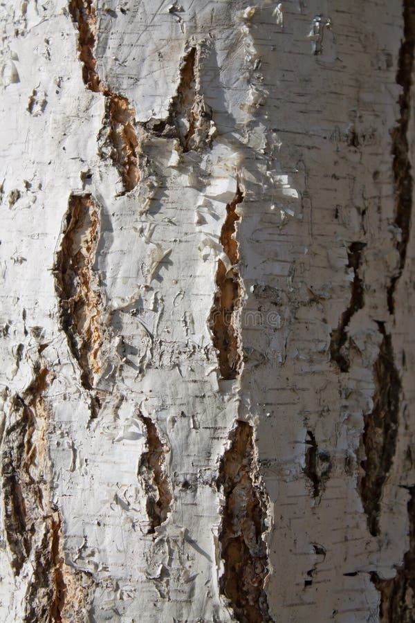 Birch Log Texture stock image. Image of birch, material - 14479613