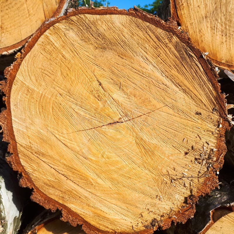 Birch texture stock photo. Image of trees, trunk, macro - 116951752