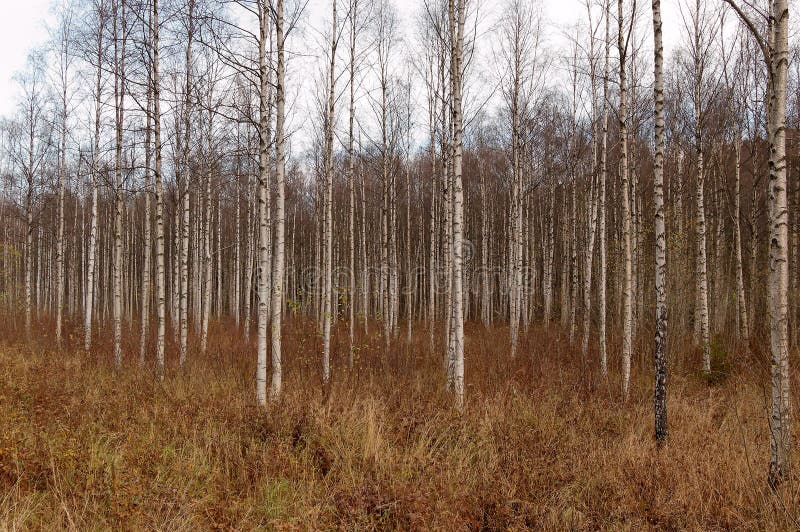 Birch Thicket stock photo. Image of birch, white, forest - 4186428
