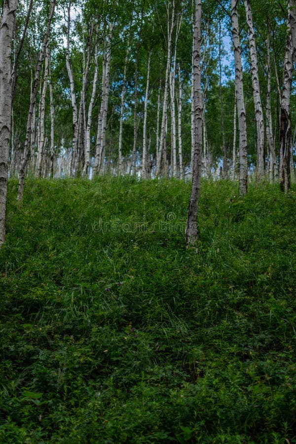 Birch Thicket in Spring. Trees Grow Near a Forest Pond Stock Photo ...
