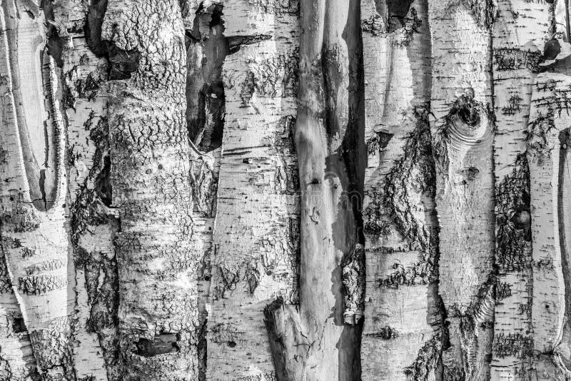 Birch Timber Planks and Sunlight Stock Photo - Image of plank, natural ...