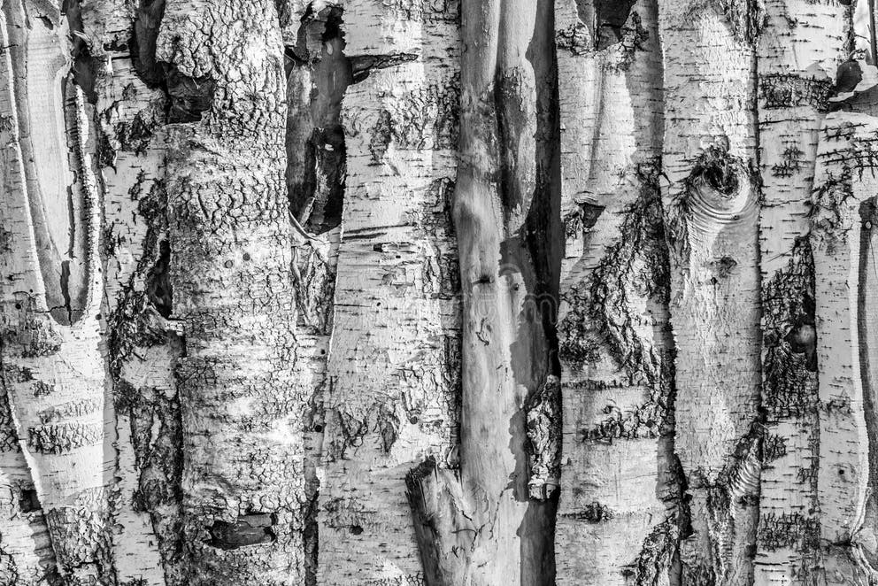 Birch Timber Planks and Sunlight Stock Photo - Image of plank, natural ...