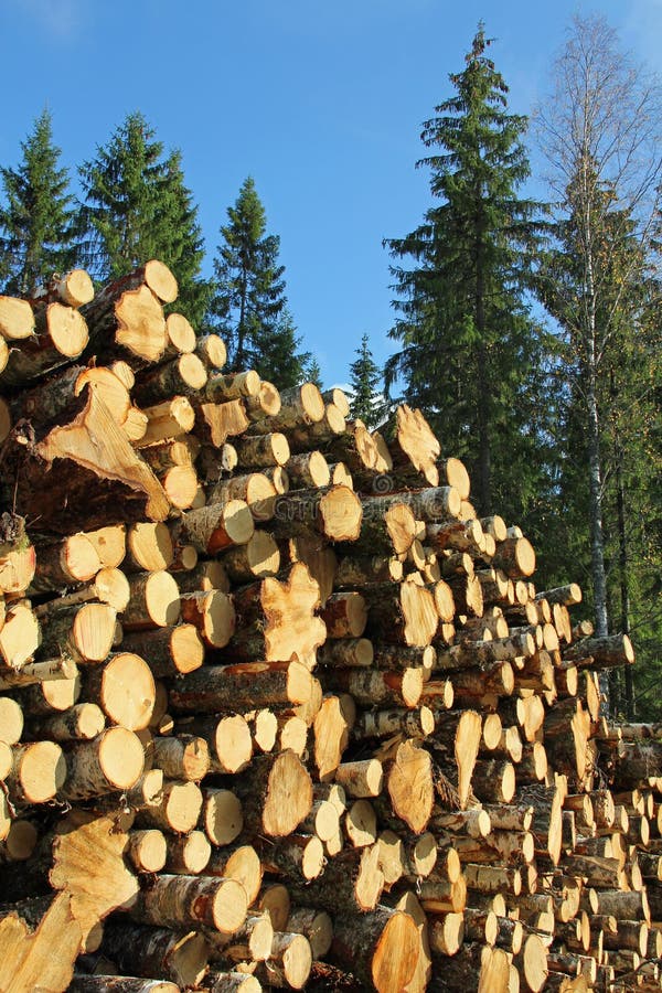Birch Timber and Spruce Trees Stock Image - Image of plywood, logpile ...
