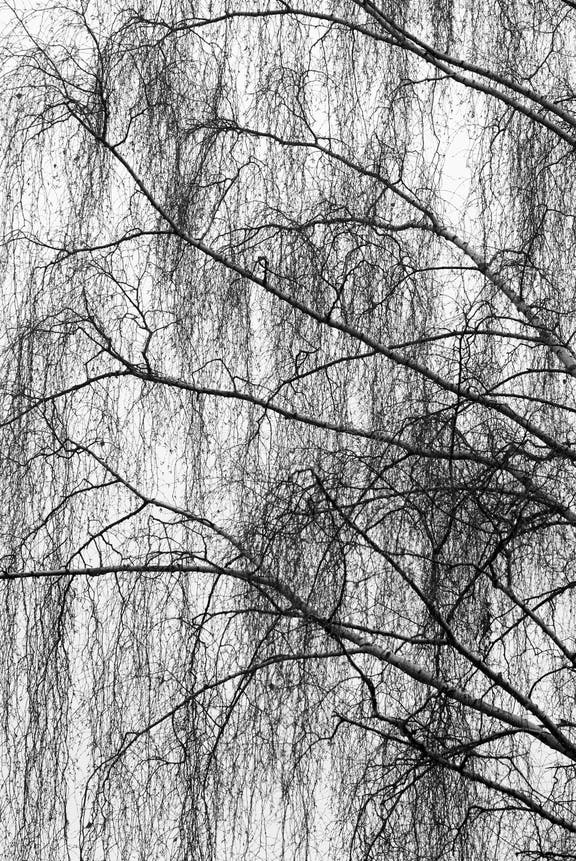 Birch tree stock image. Image of spooky, background, gray - 12155385