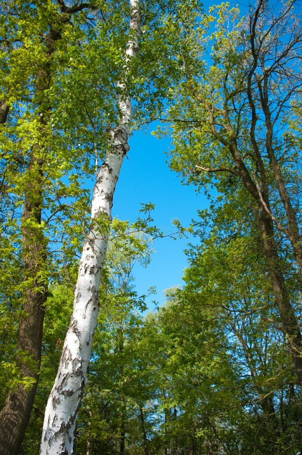 Single Birch Tree Stock Photos - Download 2,657 Royalty Free Photos