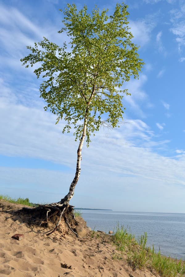 16,739 Birch Cloud Photos - Free & Royalty-Free Stock Photos from ...