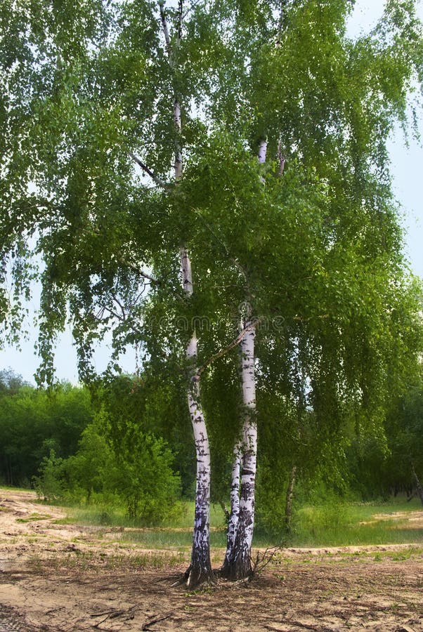 Russian Birch Tree Standing Alone Stock Image - Image of scenics ...