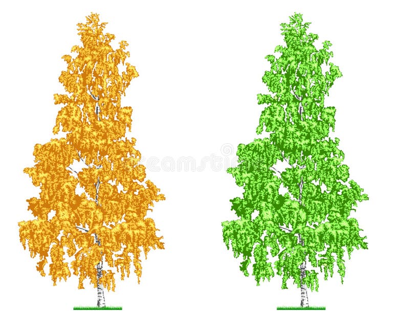 Birch Tree Graphic Stock Illustrations – 10,016 Birch Tree Graphic ...