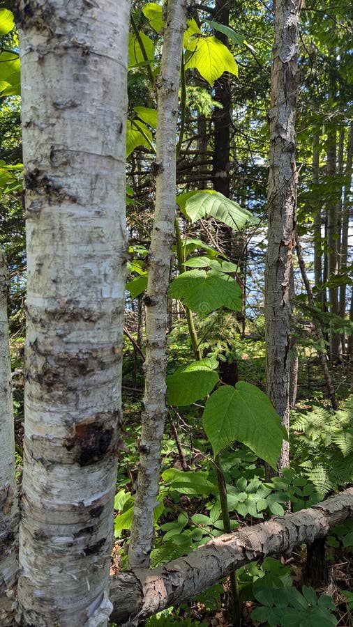 Birch Tree in Acadia National Park Stock Photo - Image of woodland ...