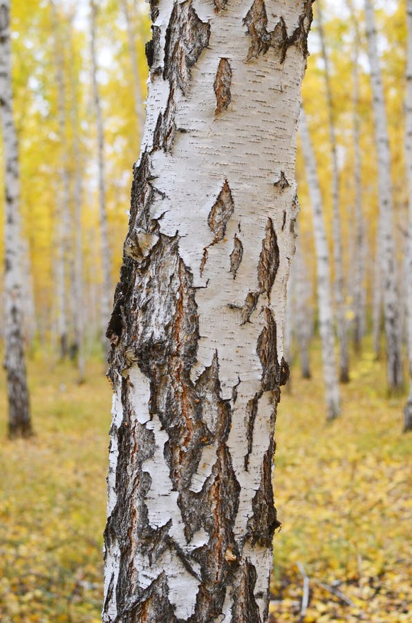 Birch tree stock photo. Image of bark, forest, tree, clear - 34106158