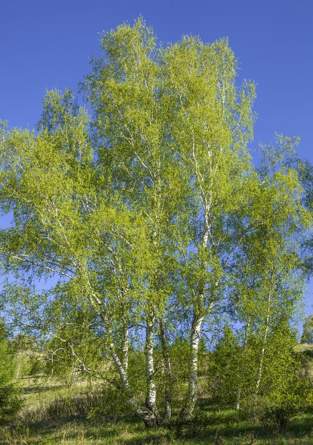 Birch Tree Against the Blue Sky, Spring Foliage Stock Photo - Image of ...