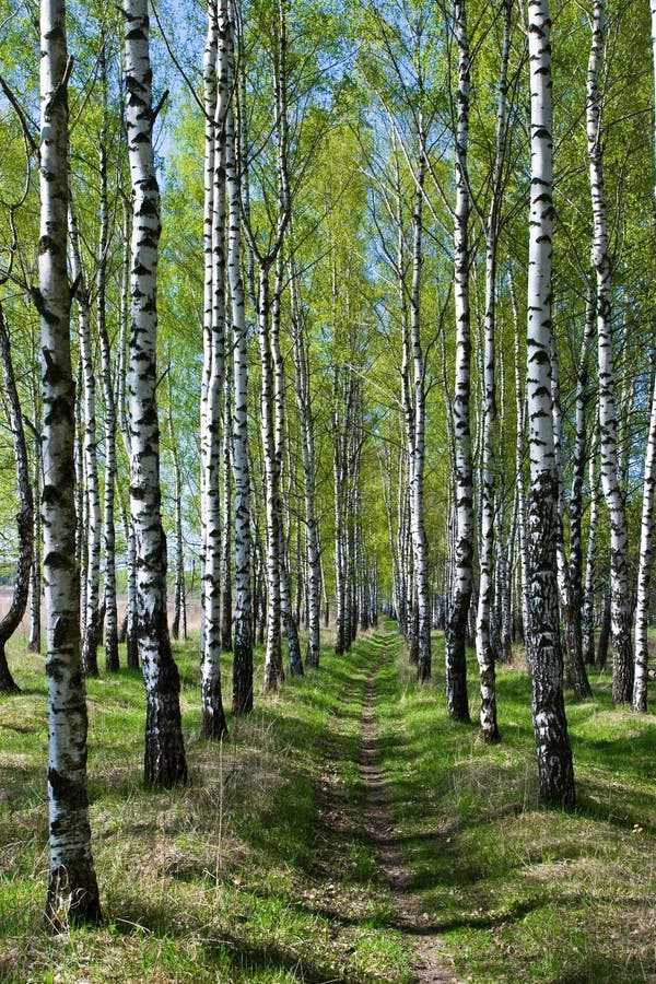 Birch-tree alley stock photo. Image of environment, birch - 5485474