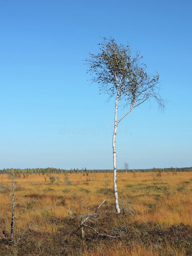 Birch tree in swamp stock image. Image of grey, blue - 100828665