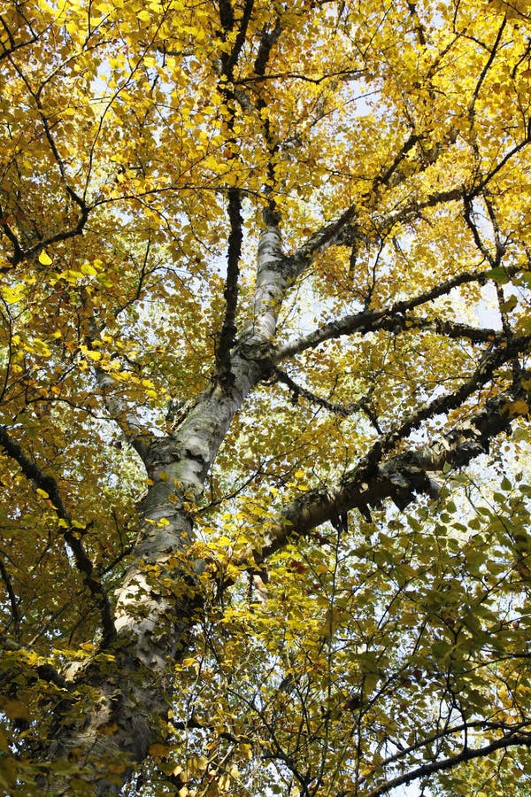 Birch Trees in Autumn Season Stock Image - Image of forest, concept ...