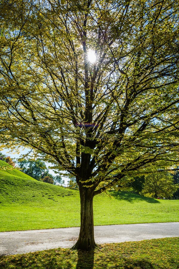 Birch Tree in Autumn. Sun Shining through the Tree Stock Image - Image ...