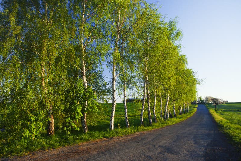 Birch tree stock image. Image of botanical, isolate, branch - 12256597