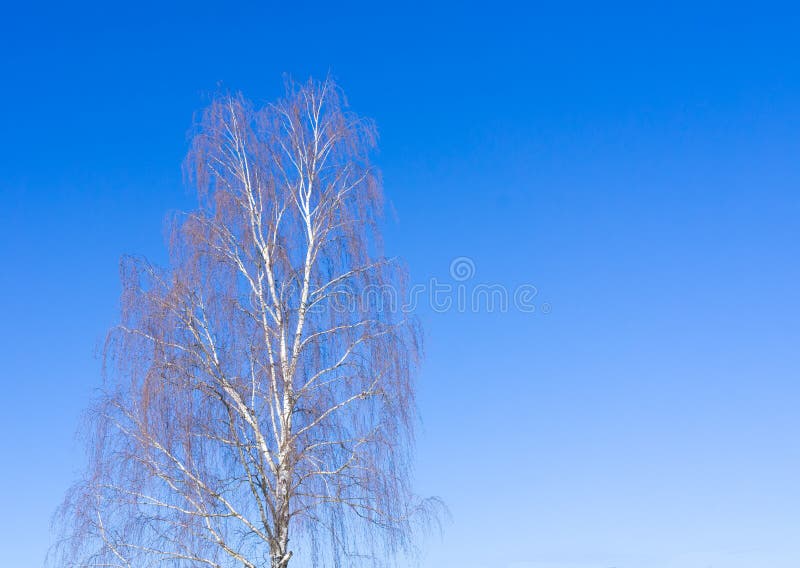 Birch Branches on a Background of Blue Sky Stock Photo - Image of ...