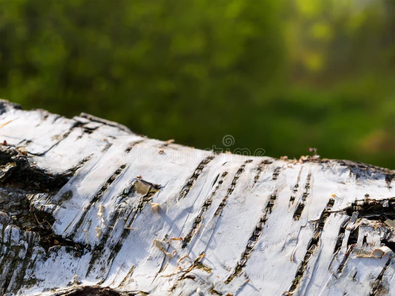 Birch tree background stock photo. Image of outdoors - 71513144
