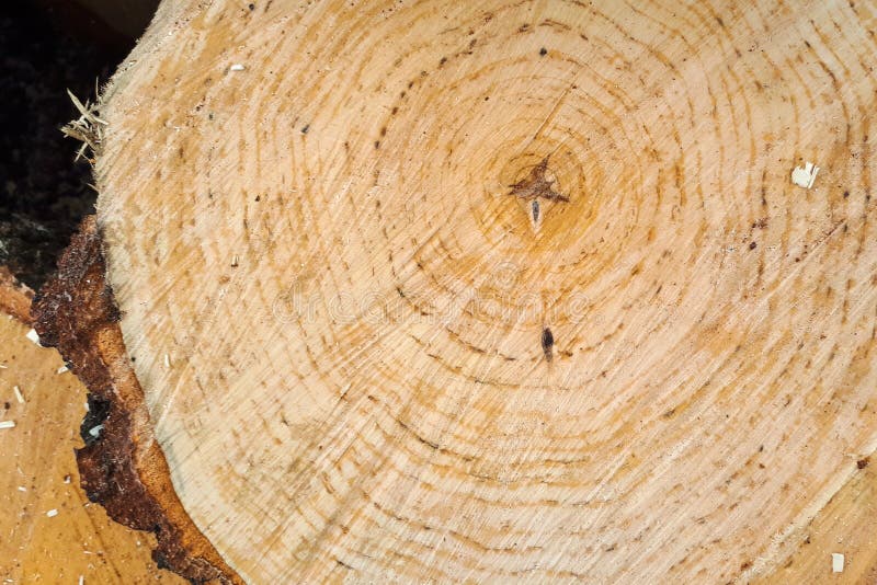 Birch Tree Pattern. Birch Bark Texture Natural Background Paper Close ...